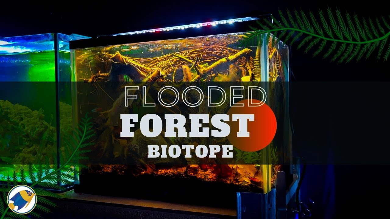 I Built a Swamp Forest Ecosystem (AMAZING RESULTS) - YouTube