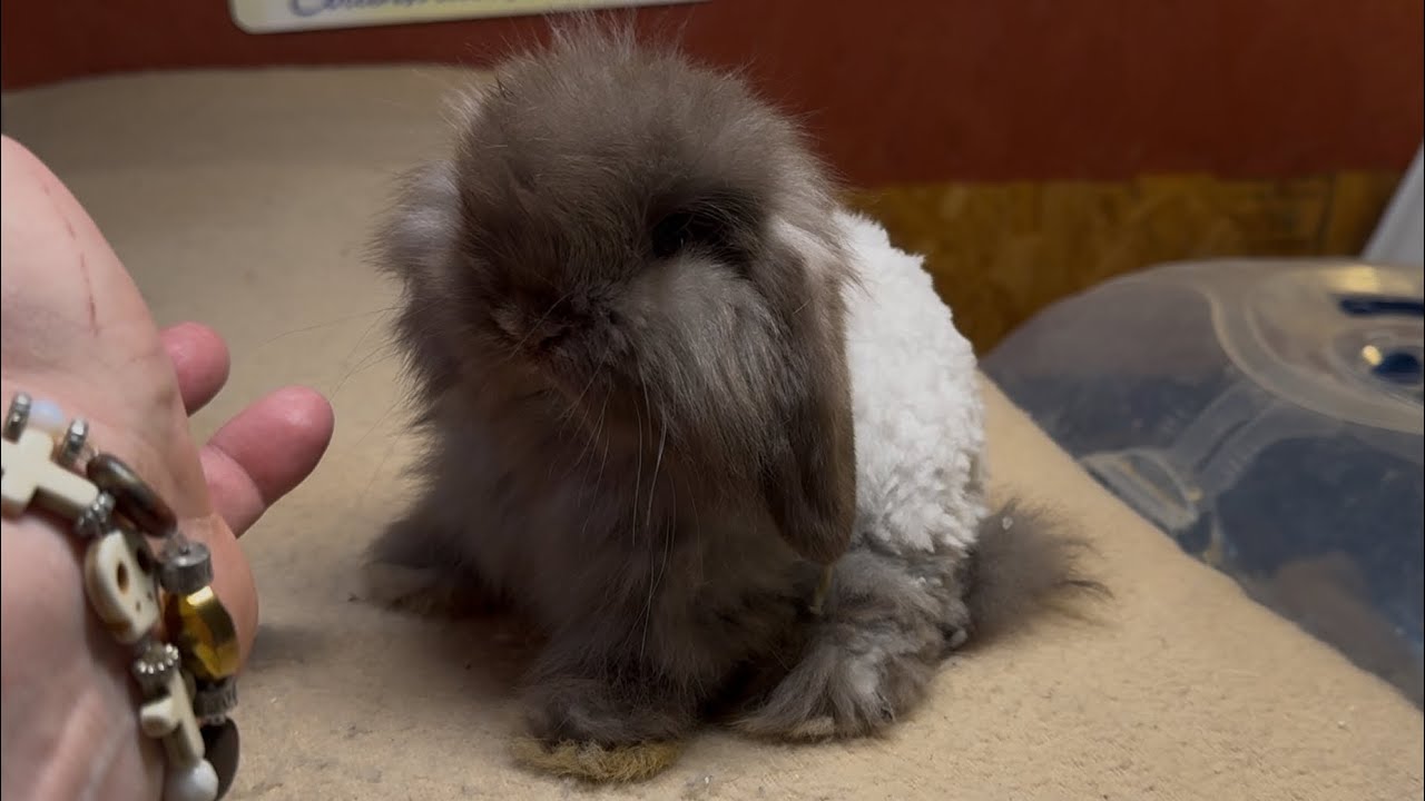 Fuzzy Chocolate Holland Lop Body Clipped - YouTube