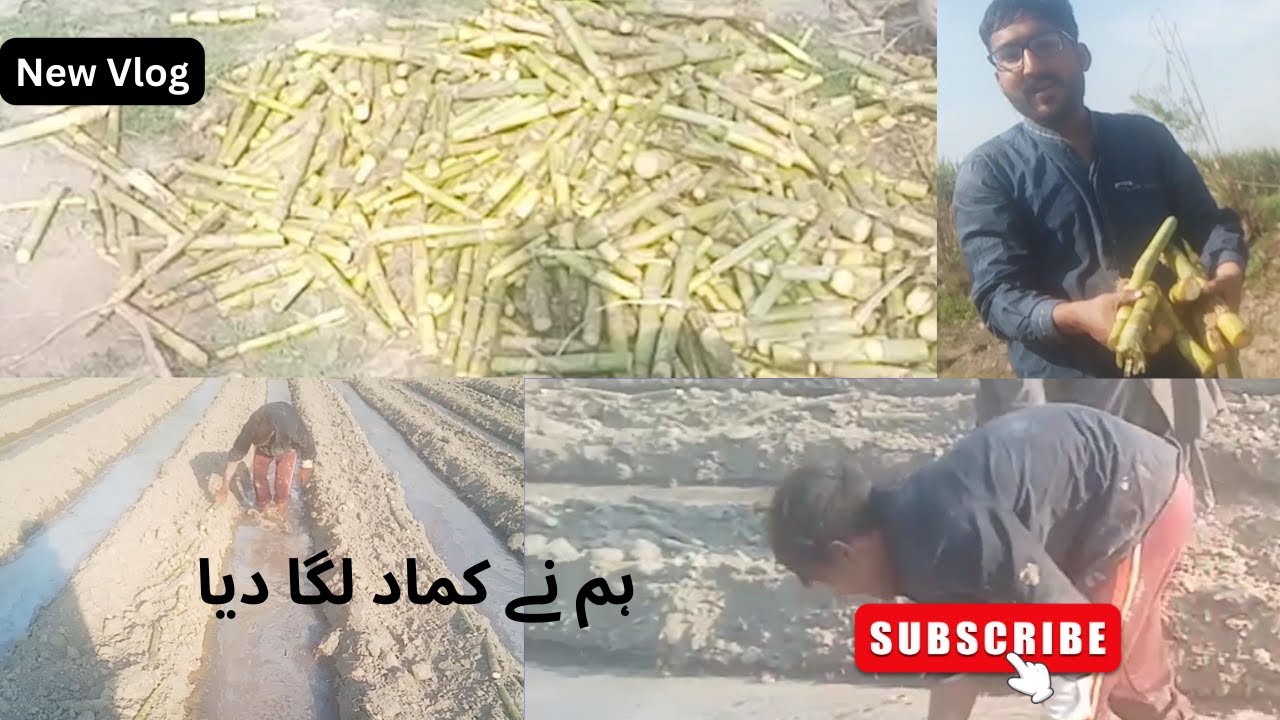 We Plant Start Sugarcane In Fields | New Vlogs | Aslam Sani Vlog - YouTube