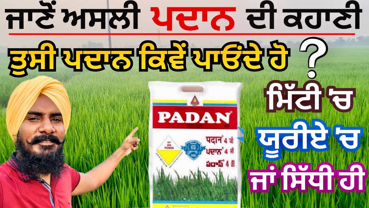 ਝੋਨੇ ਵਿਚ ਕਿਹੜੀ ਪਦਾਨ | Padan Insecticide in Paddy | Cartap Hydrochloride ...