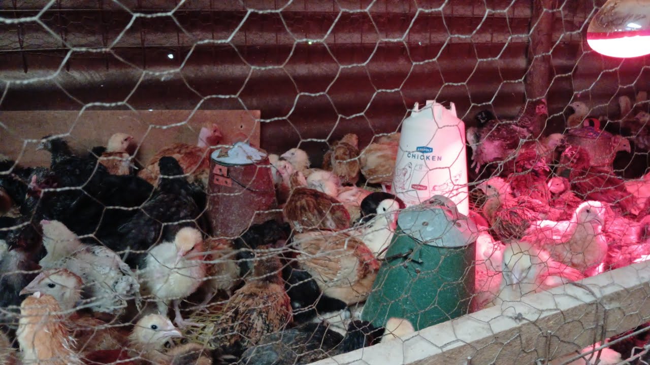 How Profitable Poultry Farming is?? Learn more from Rongo in Migori ...