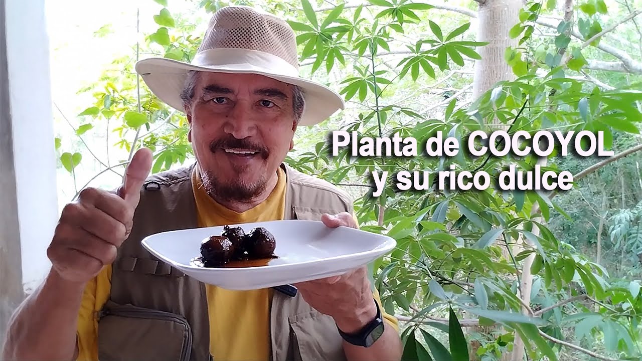 Planta de COCOYOL y su dulce - YouTube