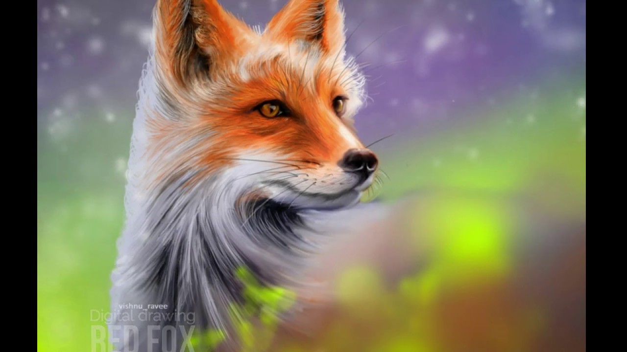 RED FOX | Digital drawing PART 2 - YouTube