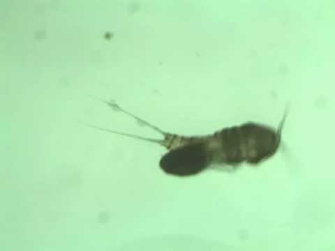 Harpacticoid copepod - YouTube