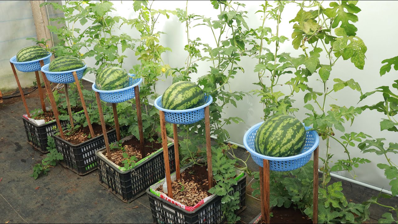 You can eat watermelon all year round if you know this unique method of ...