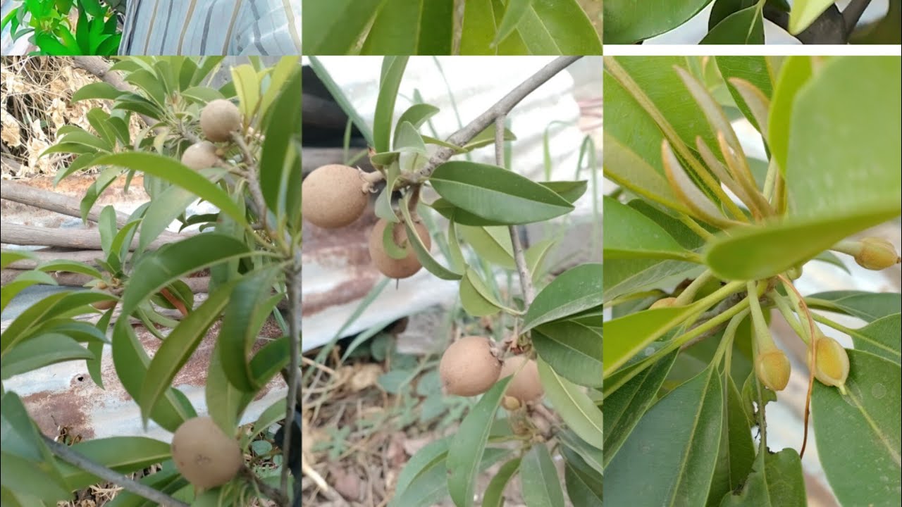 how to grow sapota plant/sapota care'chikko chiku sapodilla sapota ...