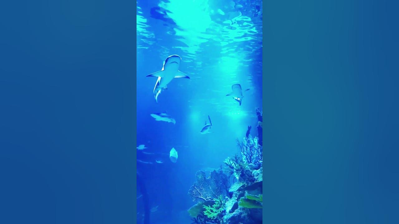 Deep diving - YouTube
