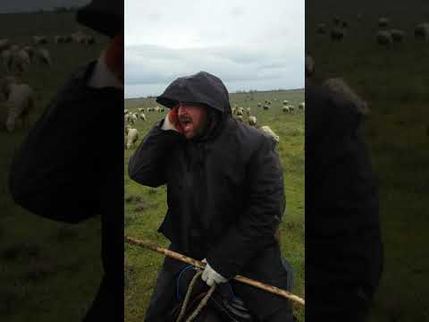 perviz coban ogul varsa meshurlardan yanimda oxuya bilsin