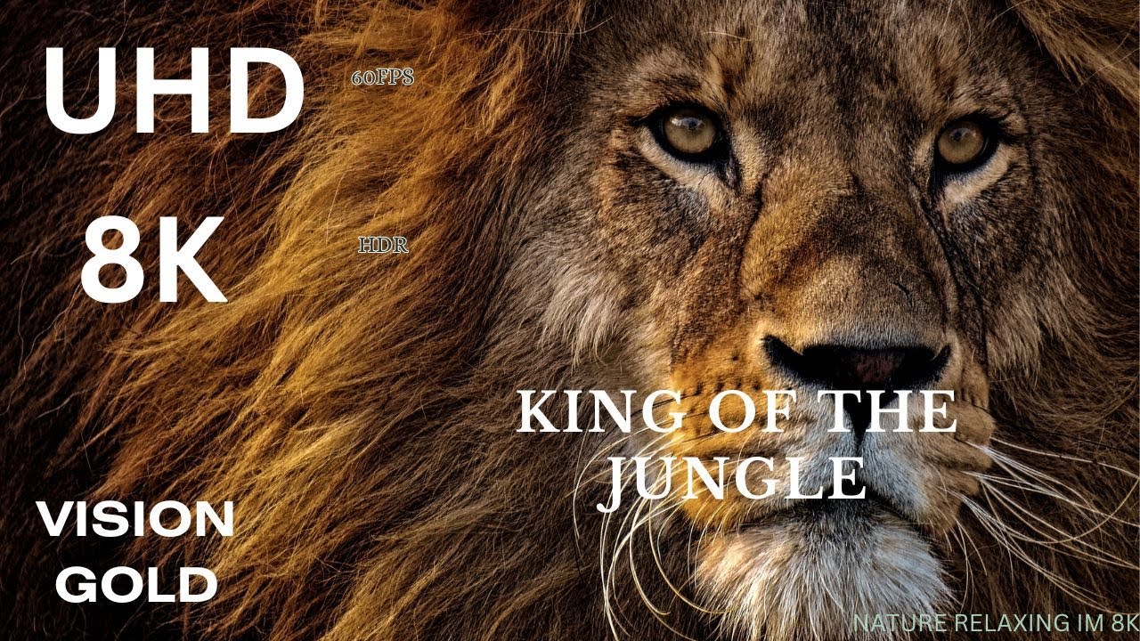 KING OF THE JUNGLE - 8K NATURE RELAXING Film With Inspiring - 12K ...