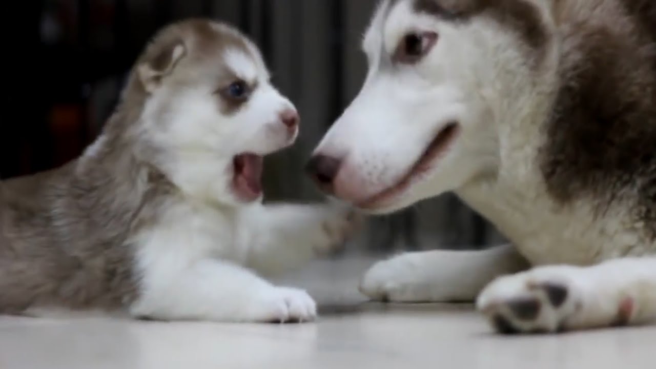 Silly Puppies # 3 - Funny Puppies Compilation 2016 - YouTube