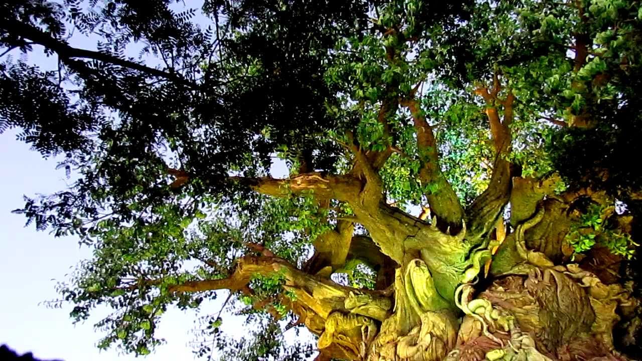 Sunset on Tree of Life Disney's Animal Kingdom Atmosphere - Ambient ...