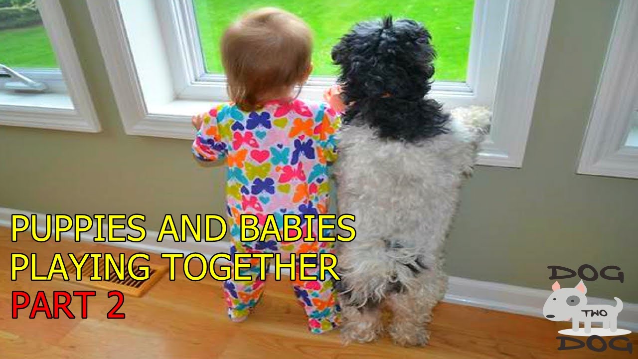 Puppies and Babies Playing Together Part 2 - YouTube