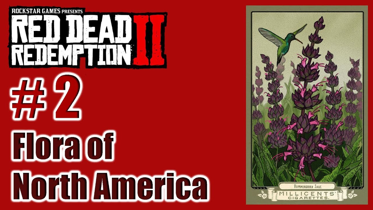RDR2 - Flora of North America – 02 Hummingbird Sage - Cigarette Card ...