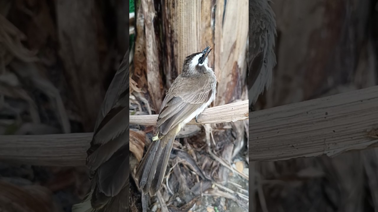 🐦Ibon nauntog sa bintana #nahulog #survive #freetofly - YouTube