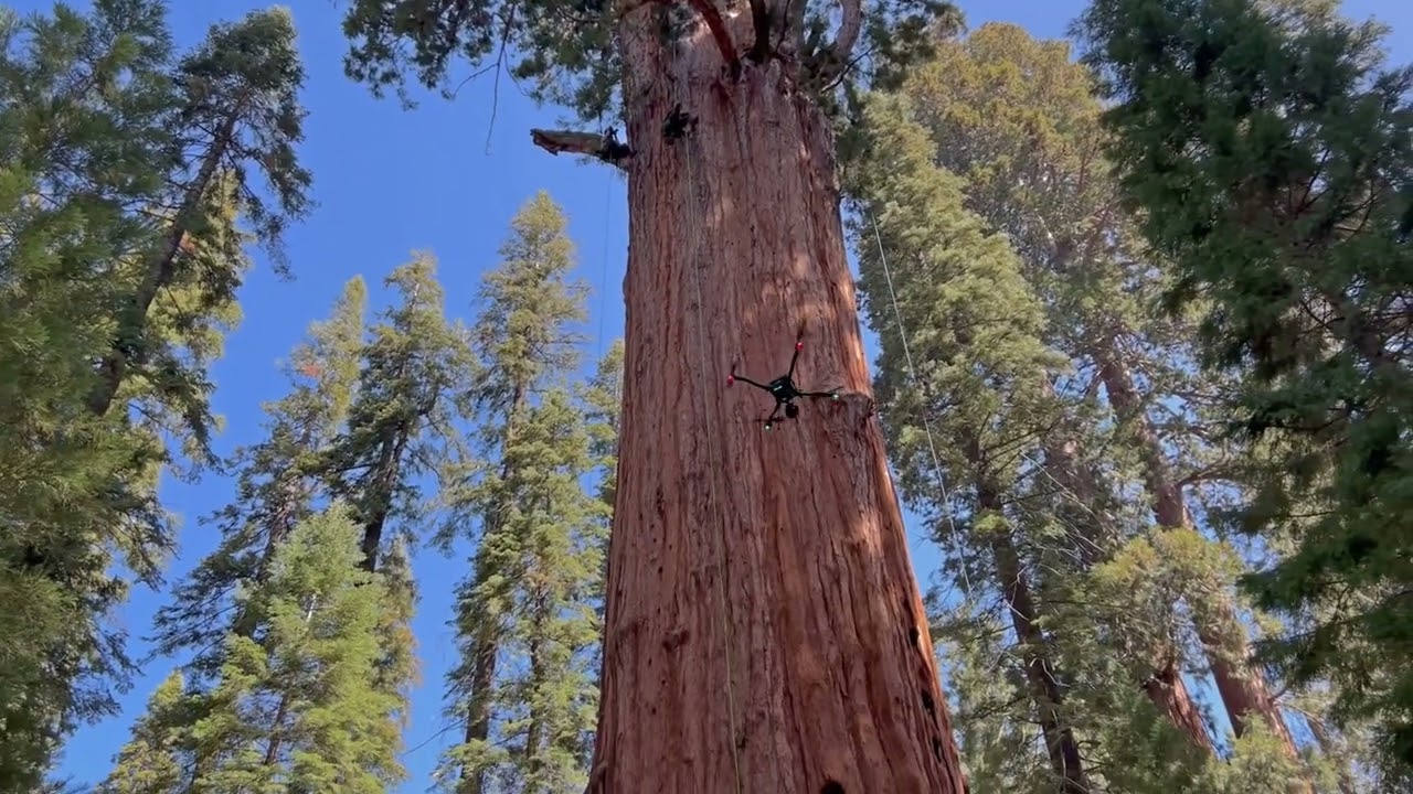 Largest Giant Sequoia