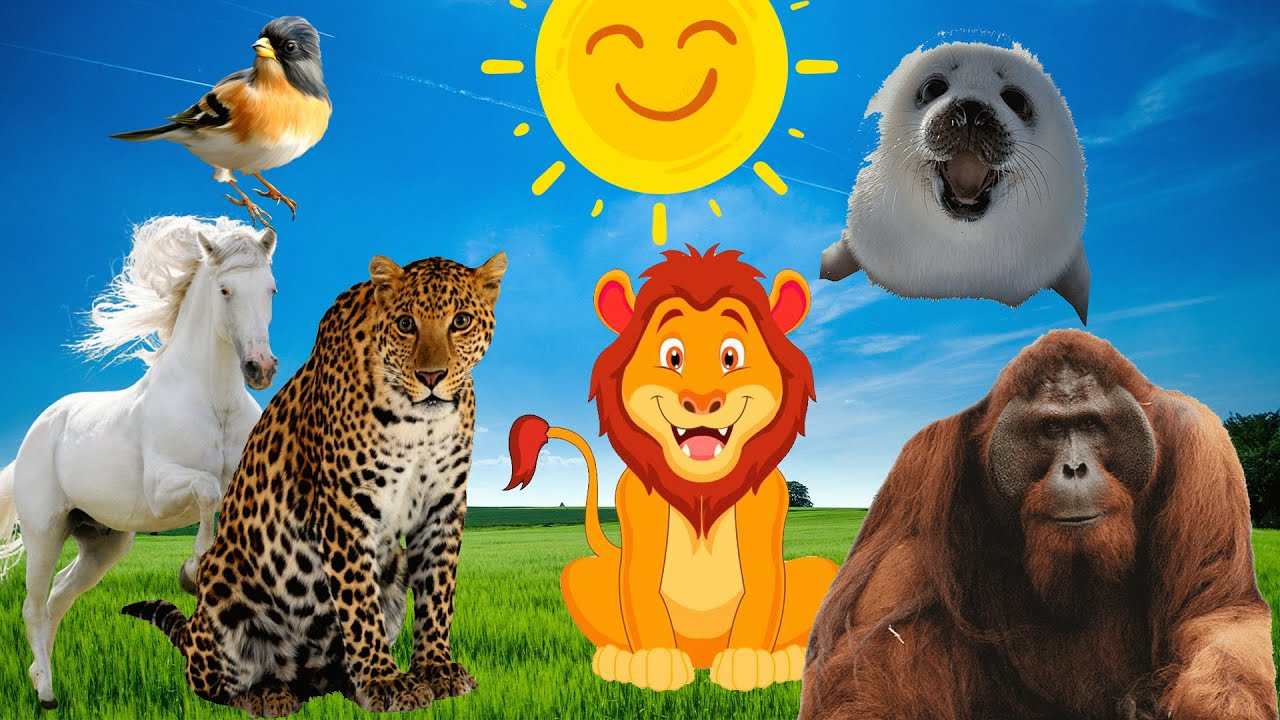 Interesting animals around us: Pony, Cheetah, Cow, Seal, Horse, Lion ...