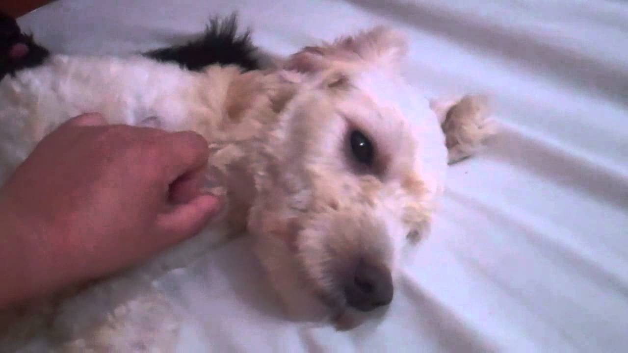 Gentle Cyprus Poodle Female 1-2 yrs old - YouTube
