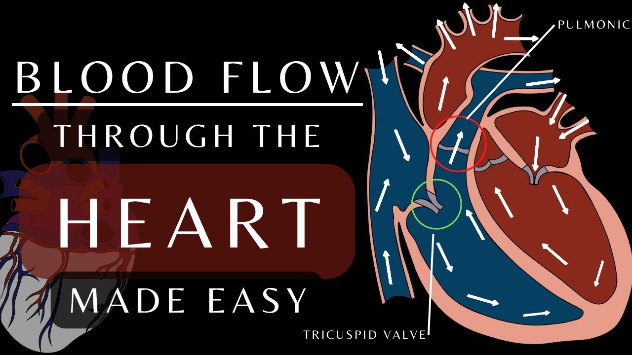 Want to Master Cardiac Physiology? Watch This Now | Cardiac Physiology ...
