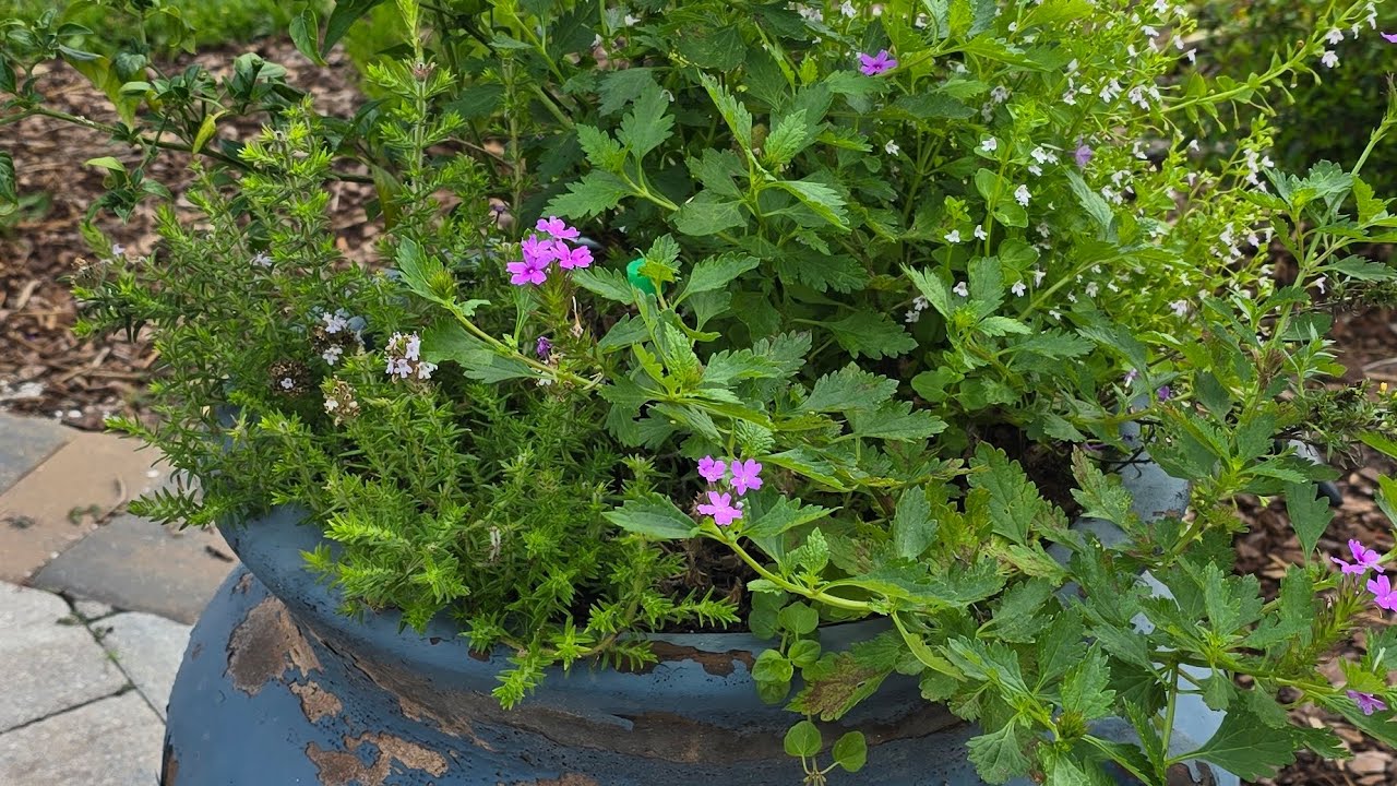 Create a beautiful pollinator pot @AdrisUrbanGarden - YouTube