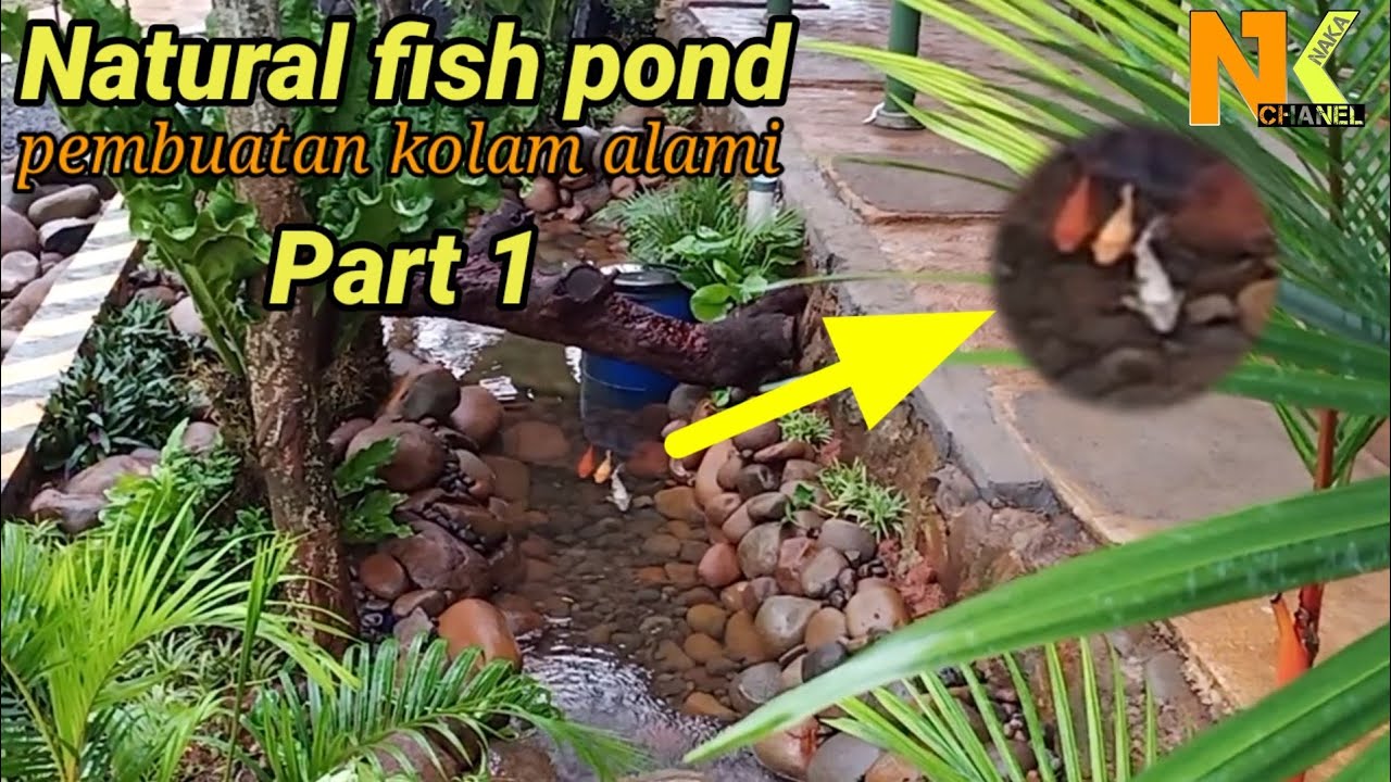 Pembuatan kolam natural part. 1 - YouTube
