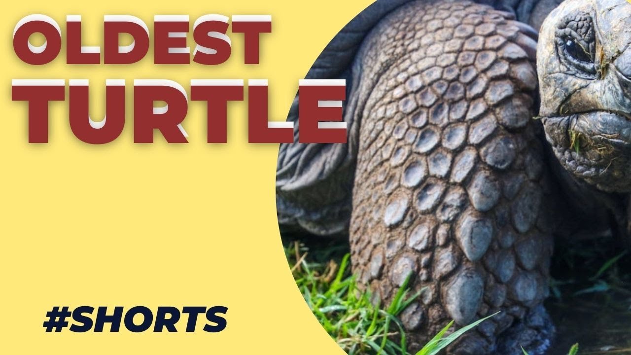 Title: "The Oldest Turtle Ever Recorded | Nature's Knowledge ...