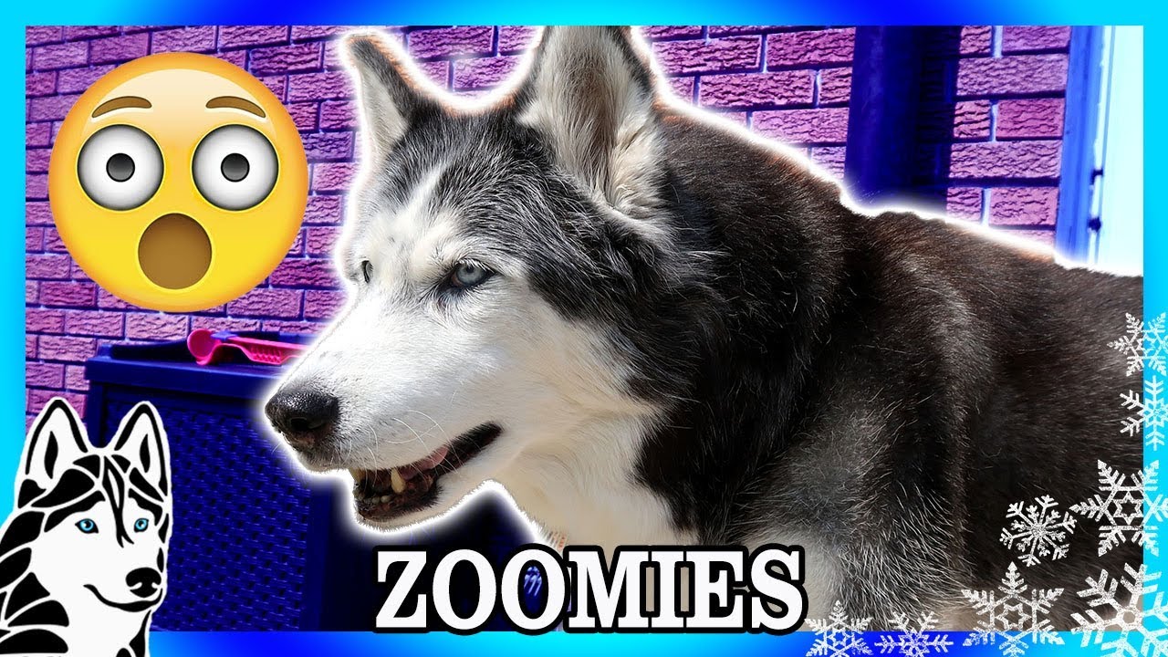 SIBERIAN HUSKY GOES CRAZY | Husky left home alone caught on camera ...
