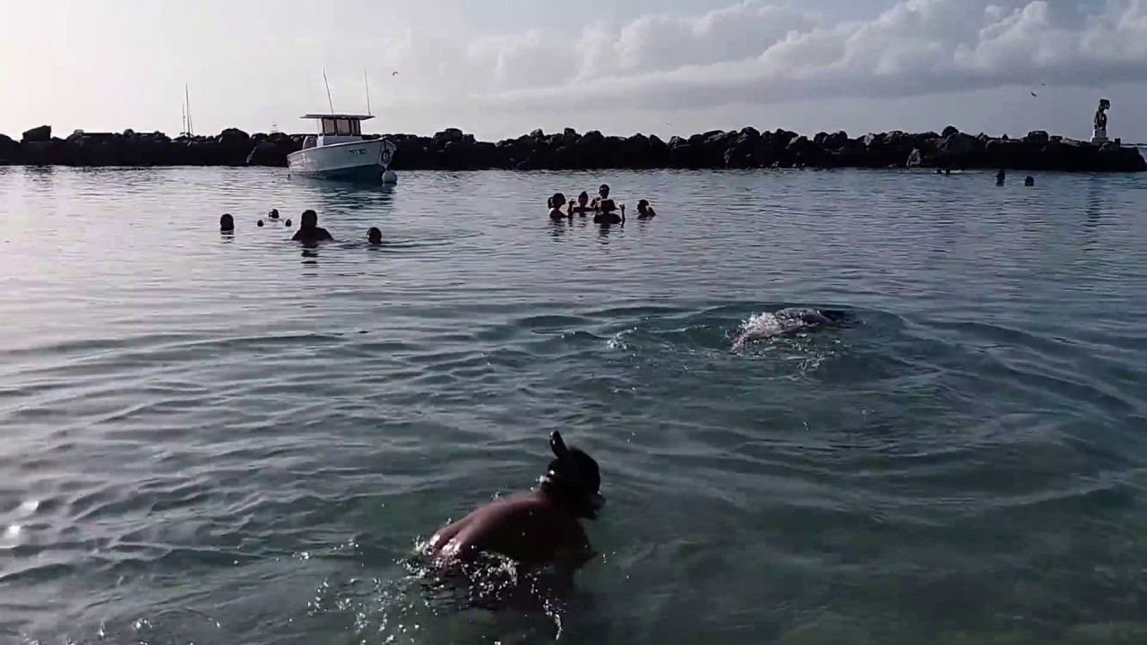 "Mermaid" sited in Tobago - YouTube