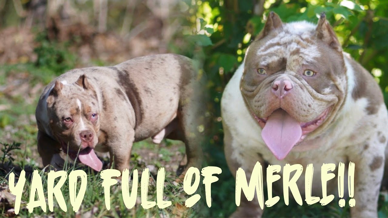 American bully merles merles never before seen MERLE WORLD - YouTube