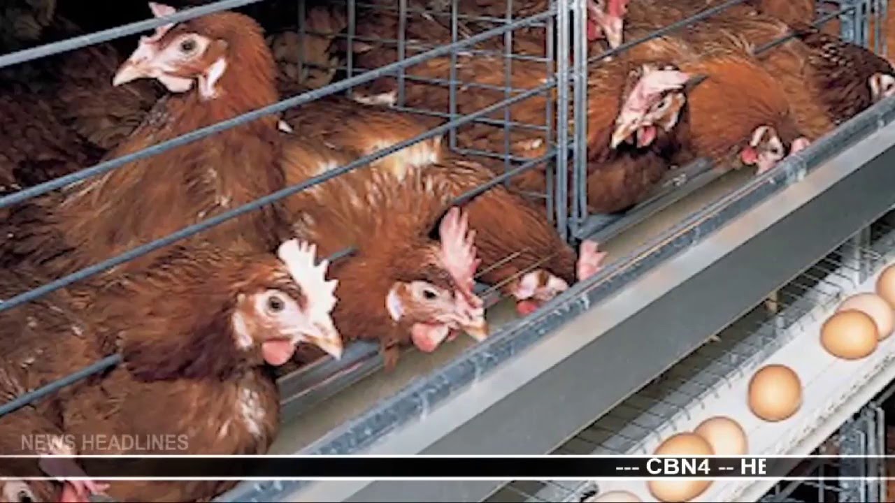 POULTRY PRODUCTION VITAL FOR CARIBBEAN - YouTube