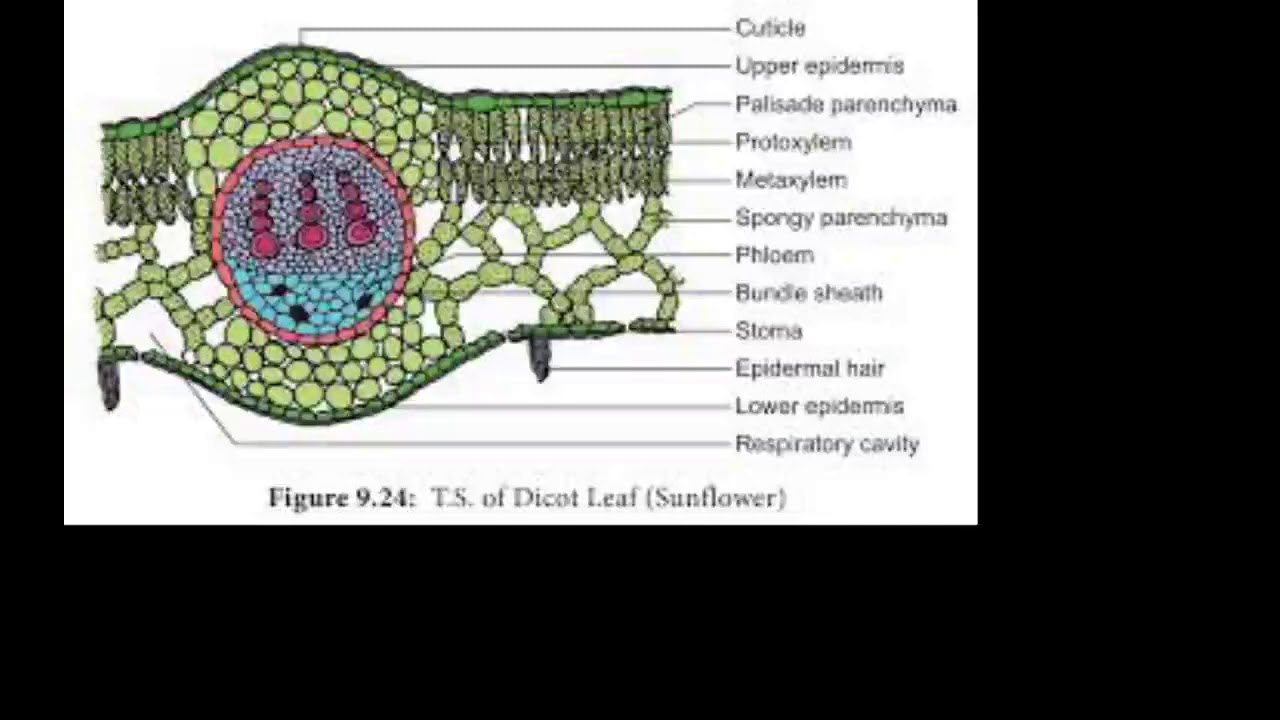 Anatomy of leaf - YouTube