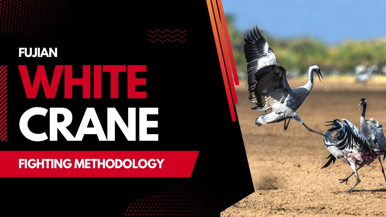 White Crane Kung Fu Movement & Fighting Methodology - YouTube