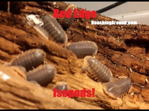 Red Edge Isopods (Cubaris Sp.) Live Cleaner Crew for Vivariums & Dubia ...