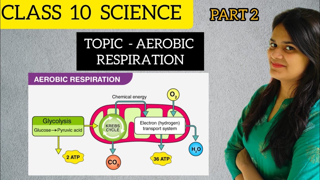 Class 10th || Life Processes || Respiration || Aerobic Respiration ...