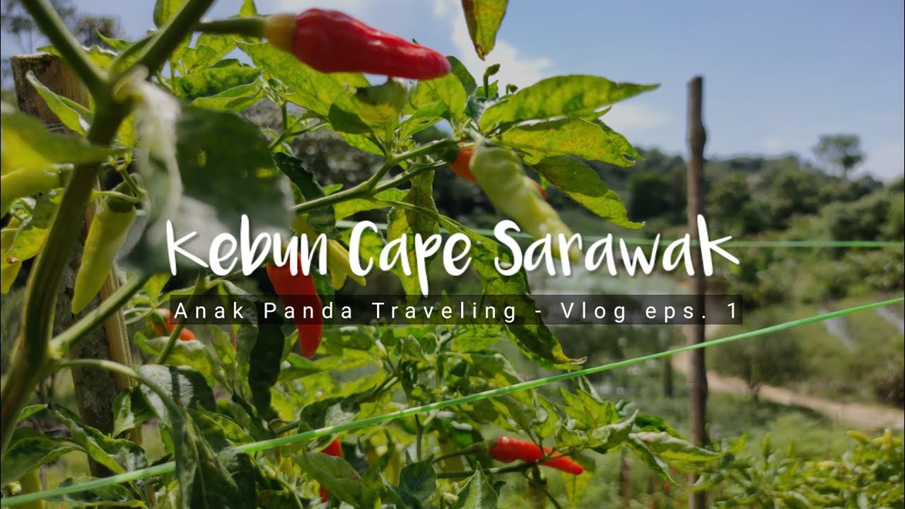 Kebun Cabe Malaysia | Traveling - Vlog eps.1 - YouTube