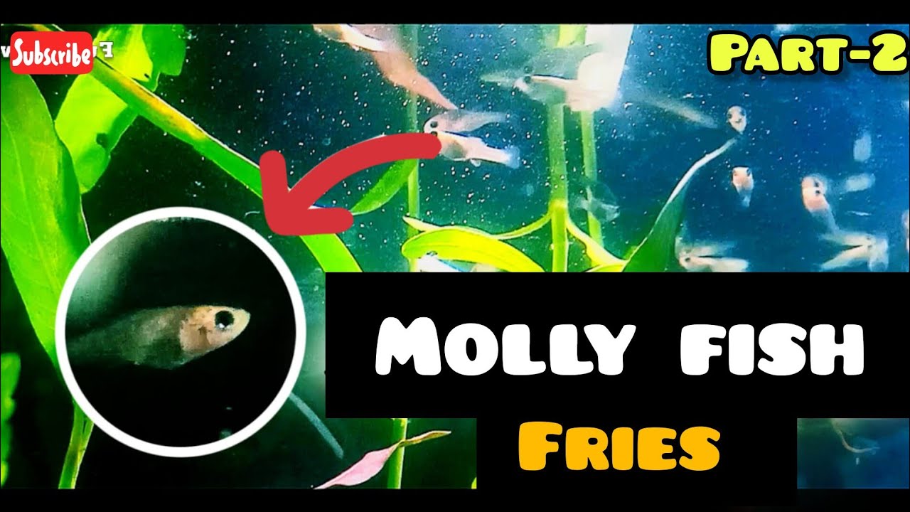 Molly fish fries Update /Part-2/Day-40 to Day 70/#trending #fish #viral ...