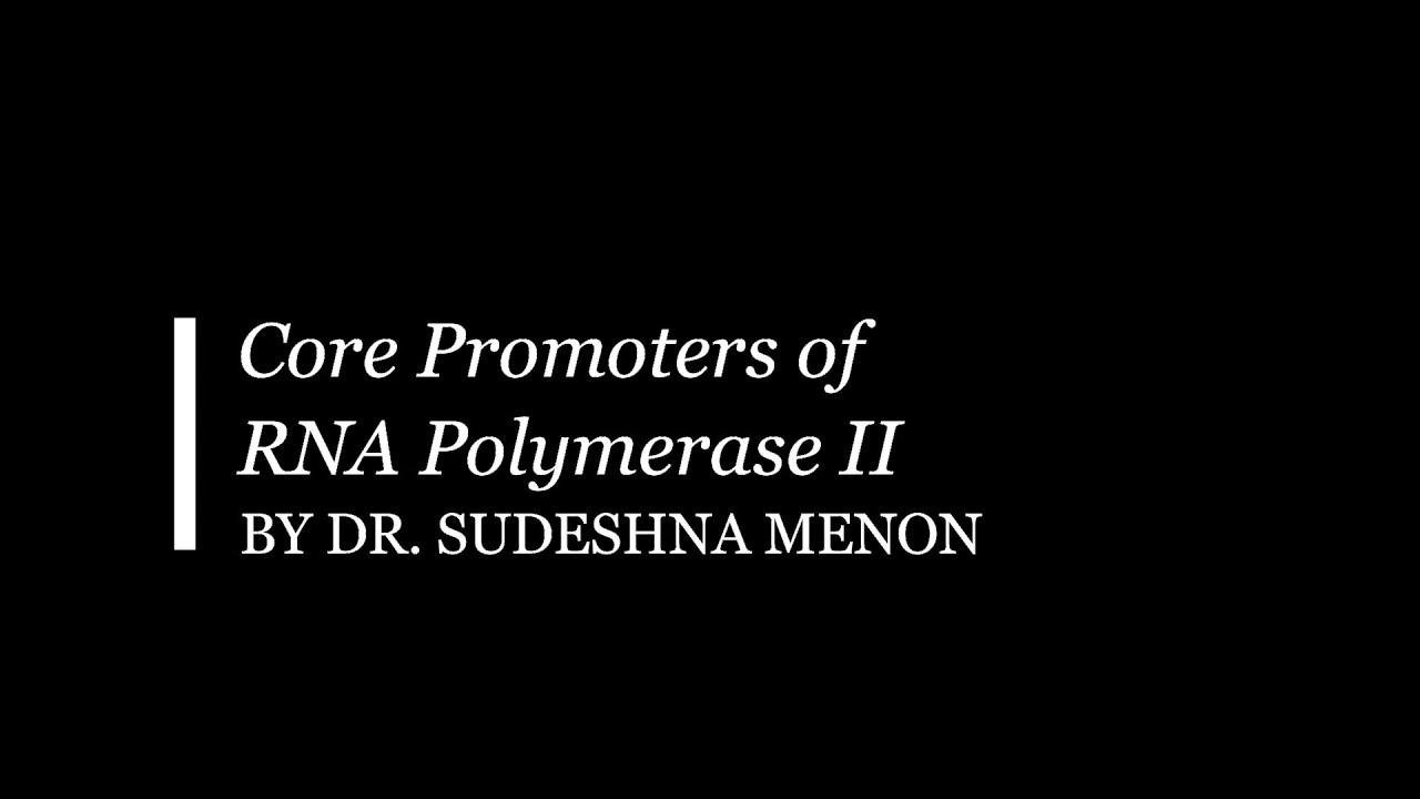 Core Promoters of RNA Polymerase II - YouTube