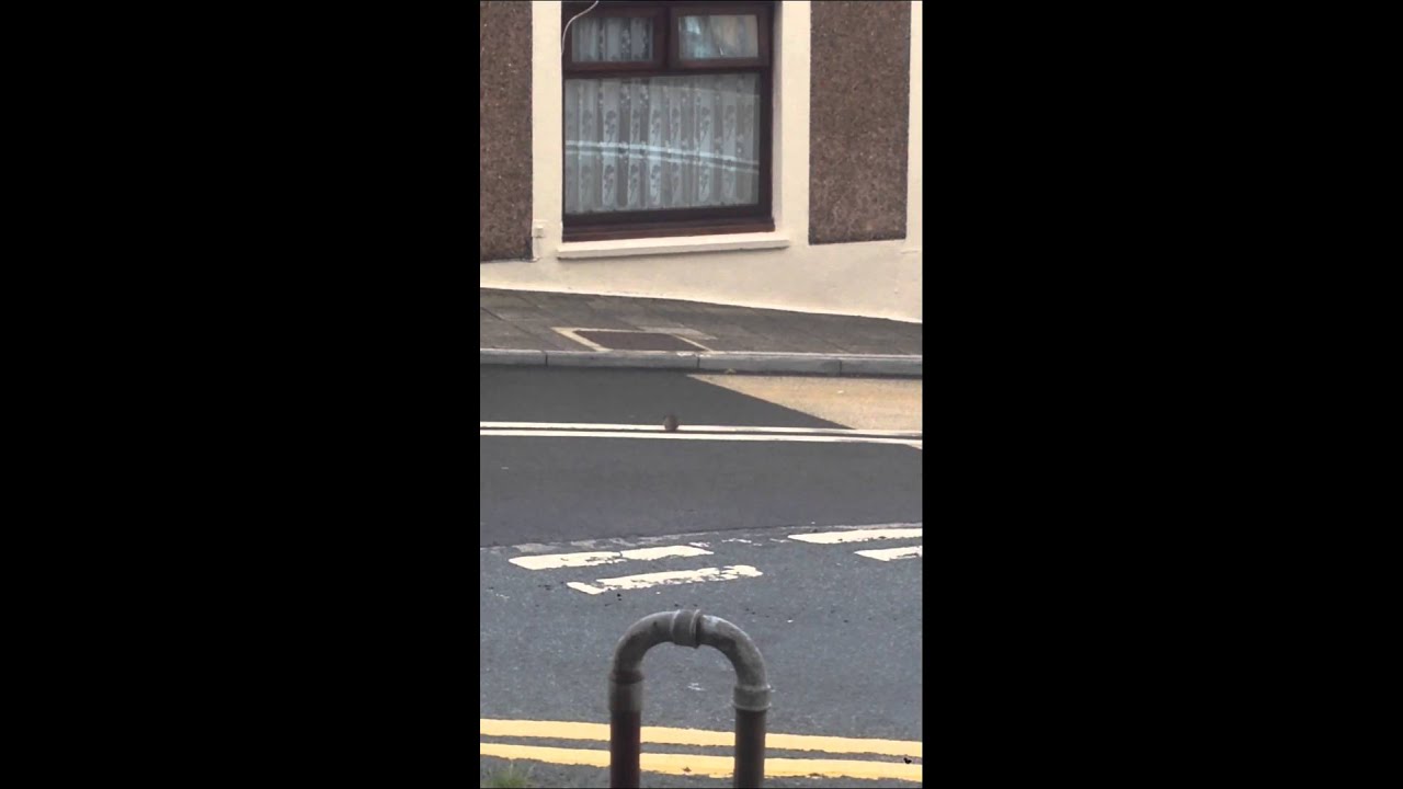 the rat that almost got ran over - YouTube