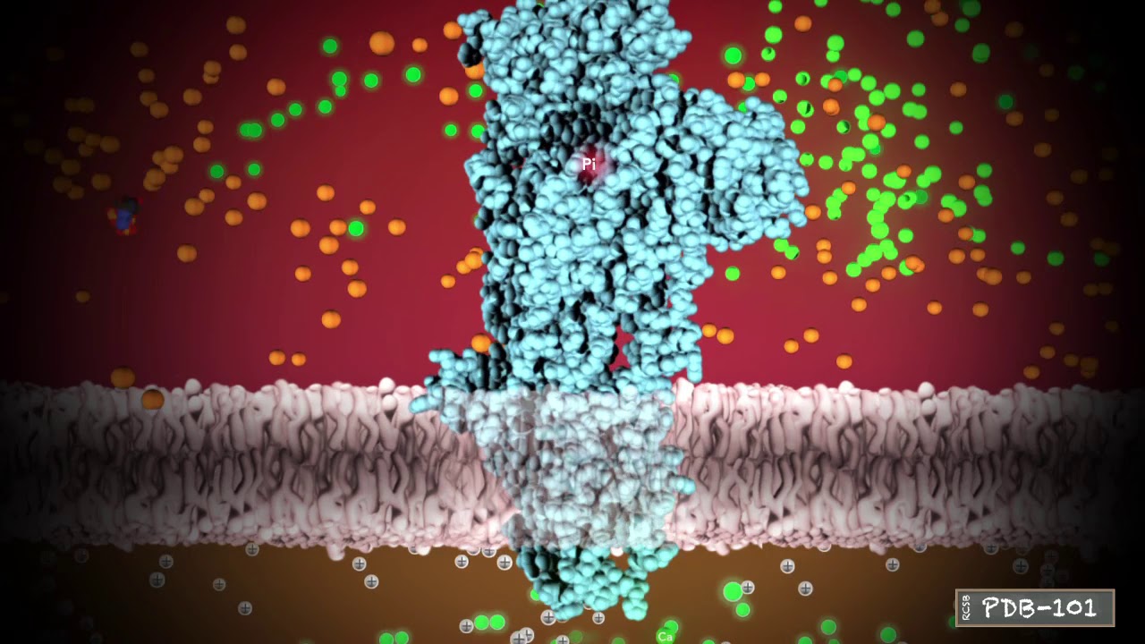 Calcium Pump (from PDB-101) - YouTube