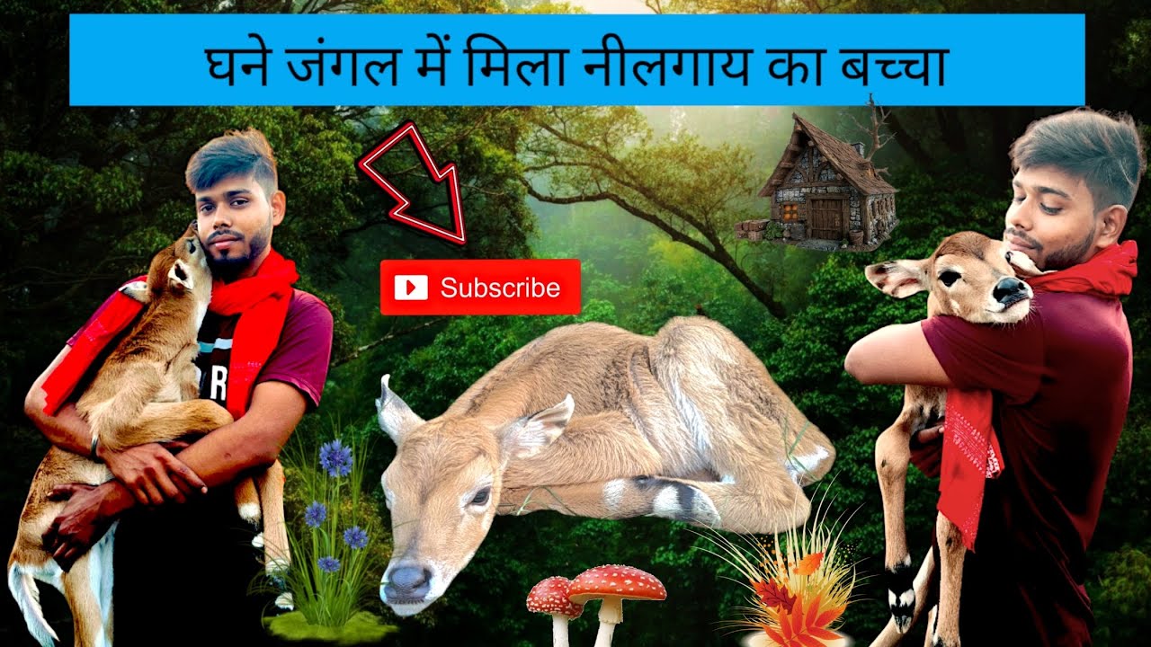 ghane jungle mein Mila nilgai ka baccha 🫏🐎 132k views#DesiraghuVlogs ...