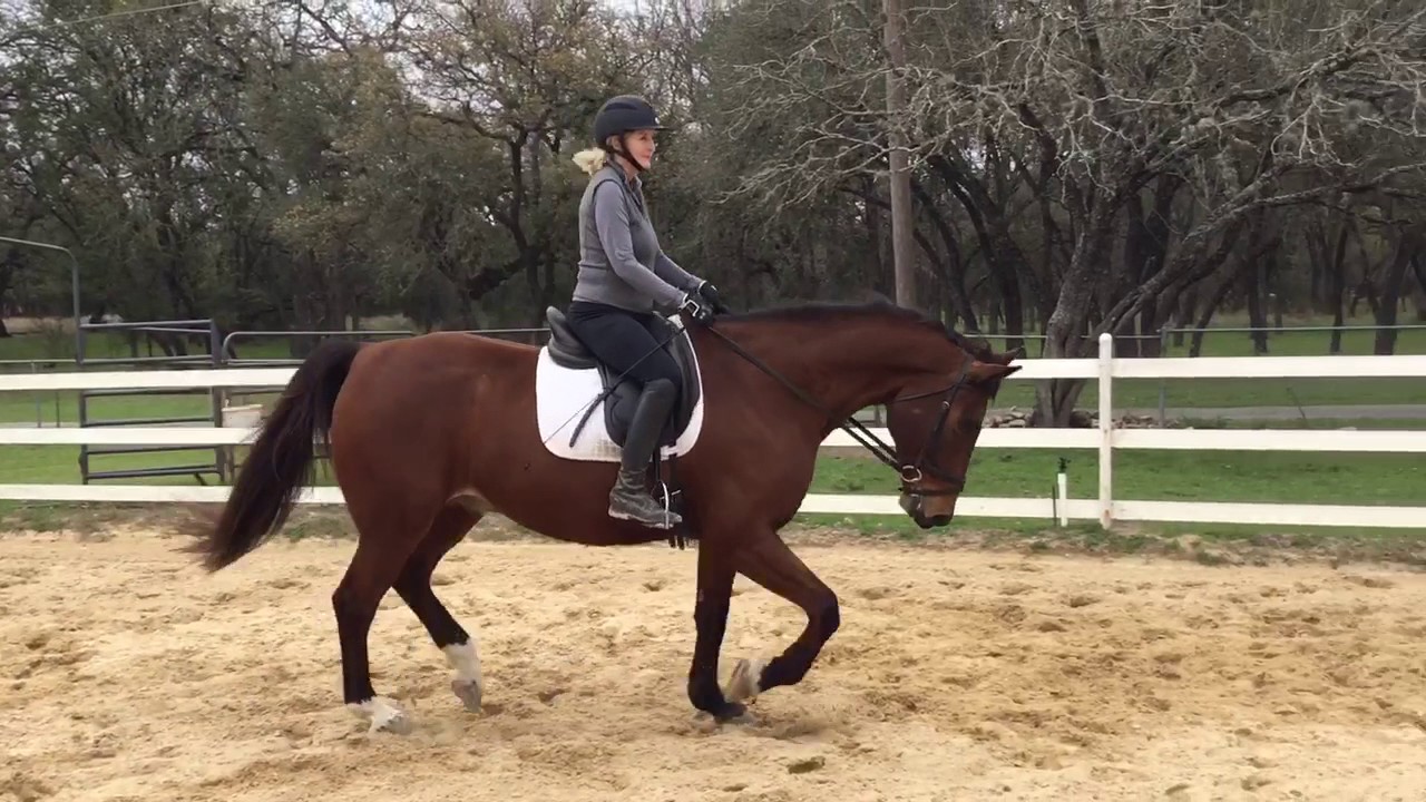 Anthony 2010 Holsteiner gelding - YouTube