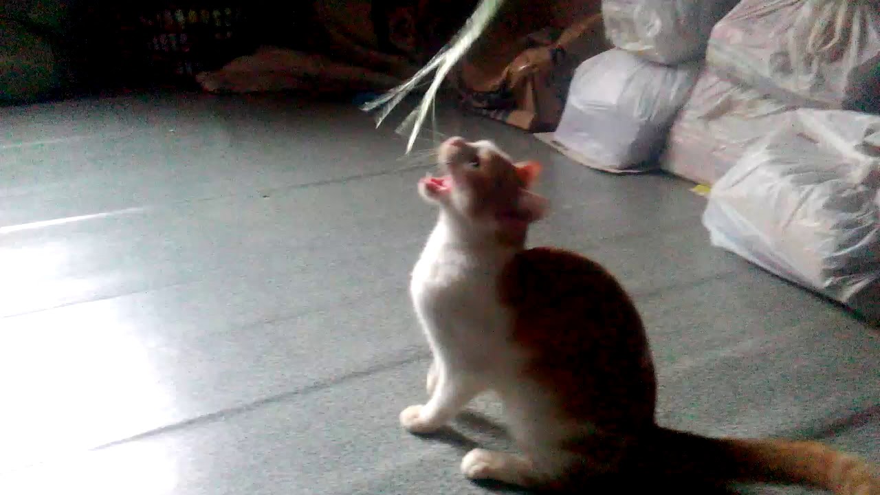 kucing saya - YouTube