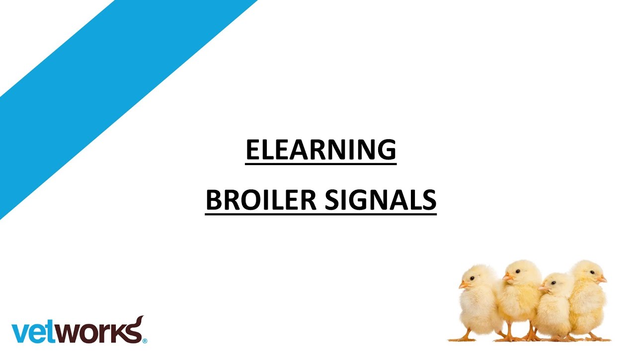 E-learning Broiler Signals - YouTube