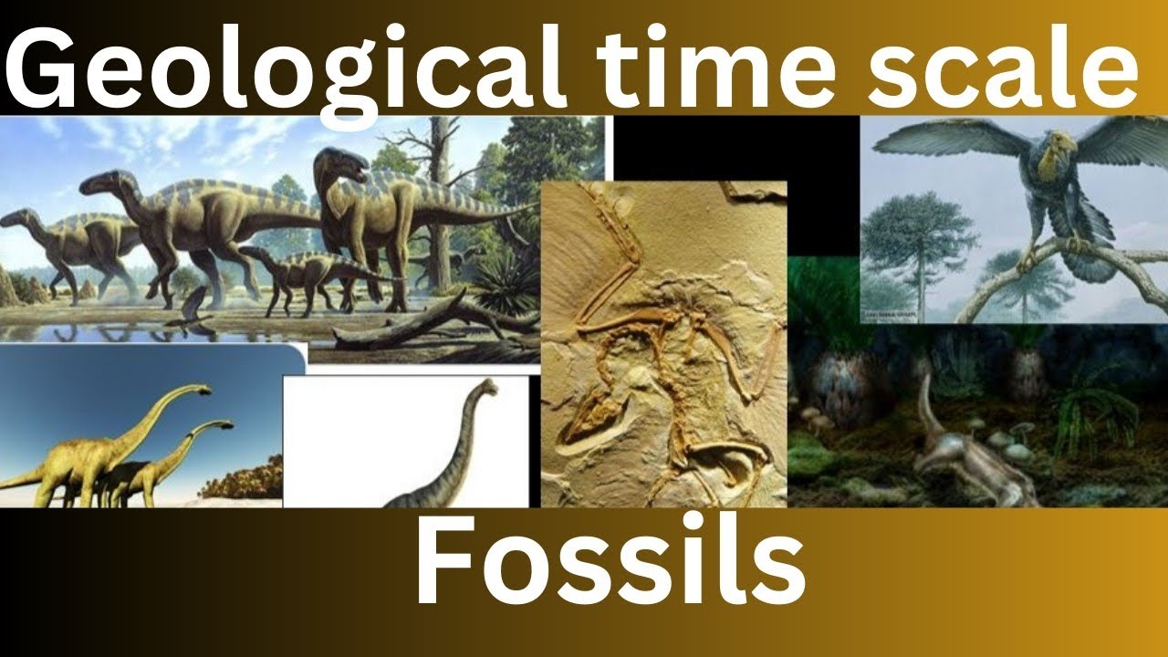 Geological time scale and fossils - YouTube
