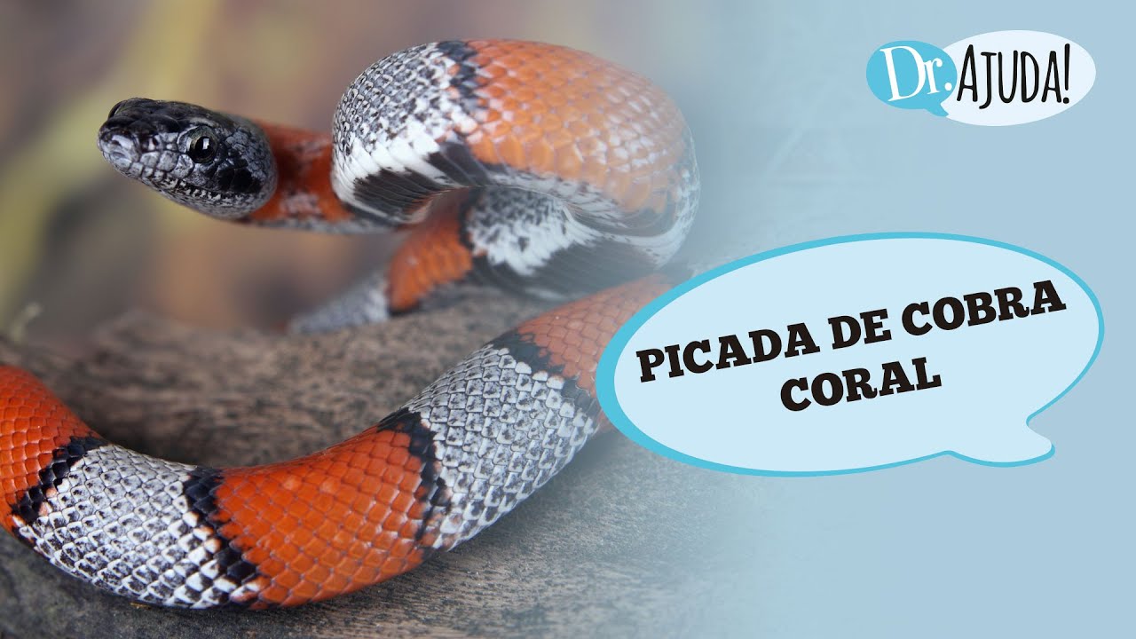 PICADA DE COBRA CORAL: O QUE ACONTECE? O QUE FAZER? - YouTube