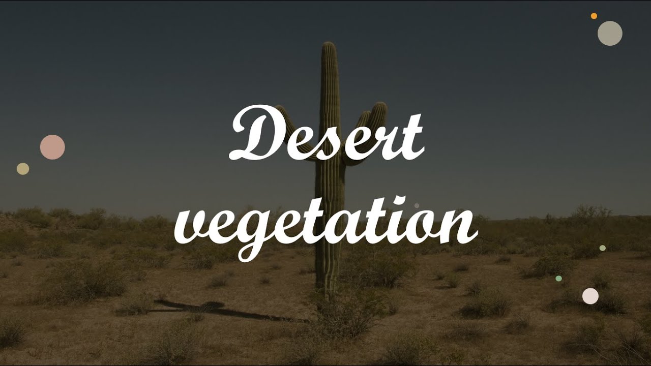 6th Standard Social Studies Desert Vegetation YouTube 6th-standard-social-studies-desert-vegetation-youtube