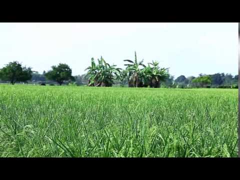 2014 Cagayan Valley's Most Outstanding Integrated Rice Farmer - YouTube