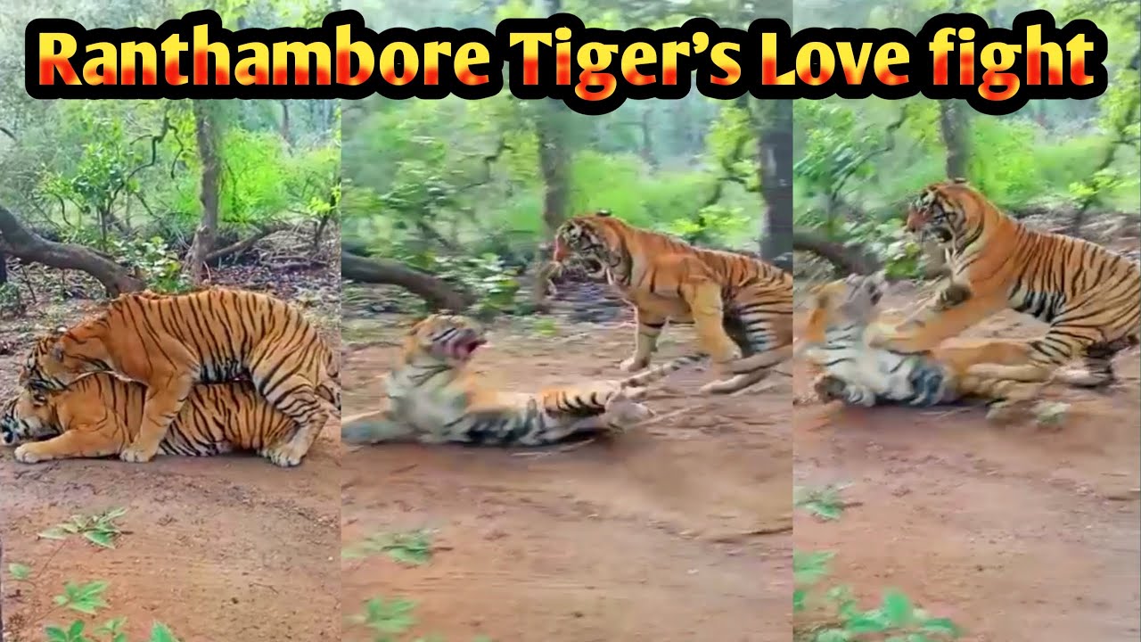 Ranthambore Tiger love fight I Tiger mating in ranthambore I Latest ...