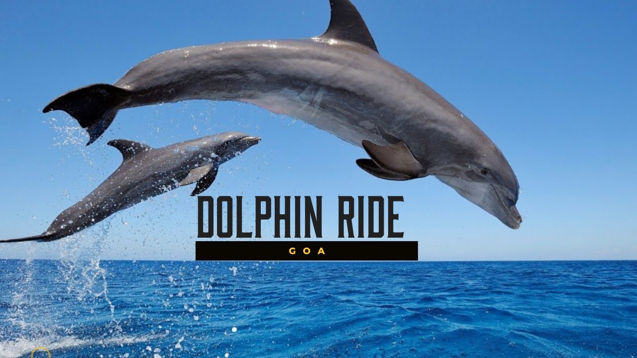 Goa Dolphin Ride || Whispering Palm Resort || Coco Beach - YouTube