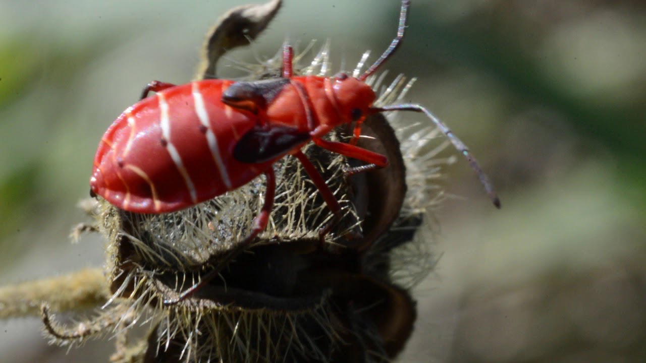 cotton stainer Dysdercus suturellus - YouTube