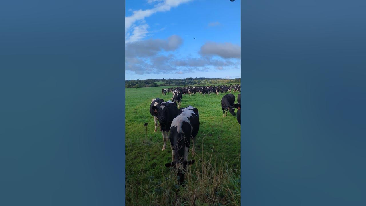 Hello cows 3 - YouTube